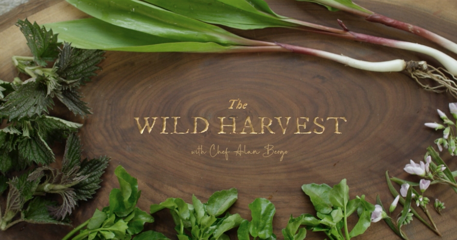 The Wild Harvest | Episode 4: Mid Summer - Shepherd Song Farm